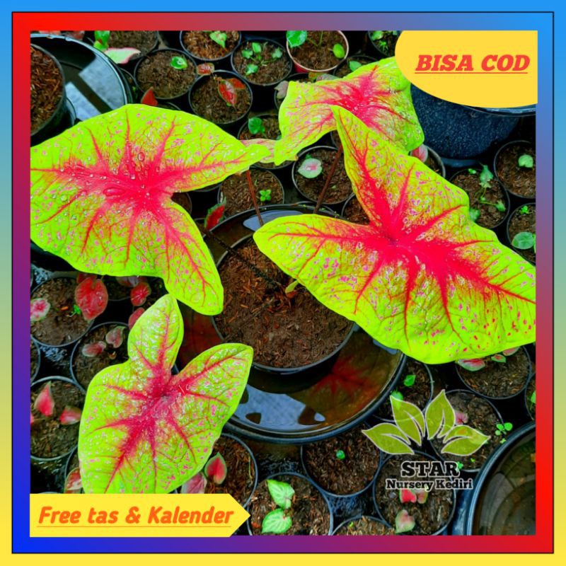 Jual Tears Of The Sun/TOS/Caladium TOS/Taman/Tanaman Hias/Bunga/Keladi ...