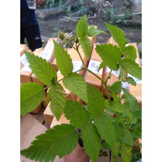 Jual Bibit Buah Raspberry Lokal - Pohon Raspberry Lokal Siap Berbuah ...