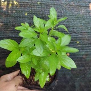 Jual Daun Menthol Tanaman Herbal Daun Menthol Aroma Khas Daun Mint ...