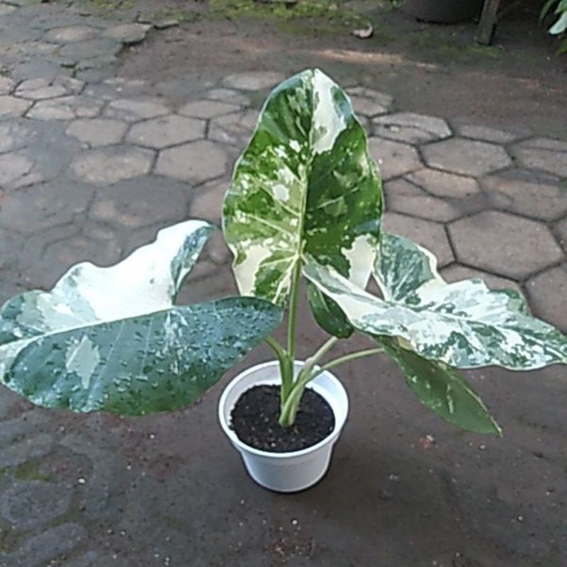 Jual Tanaman Hias Sente Varigata tahan air hujan (tahan lonyot ...