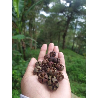 Jual HIASAN DAN KERAJINAN BUNGA & POHON PUSPA ALAMI DARI PEGUNUNGAN ...