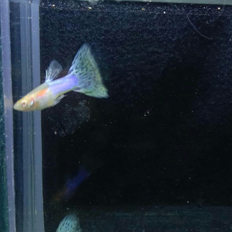 Jual IKAN GUPPY ALBUNO JAPAN BLUE MOZAIK | IKAN HIAS | IKAN GUPPY ... Jual IKAN GUPPY ALBUNO JAPAN BLUE MOZAIK | IKAN HIAS | IKAN GUPPY ...