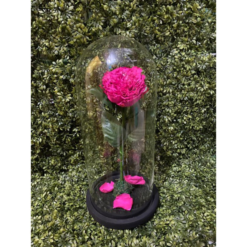 Jual bunga tabung | Shopee Indonesia