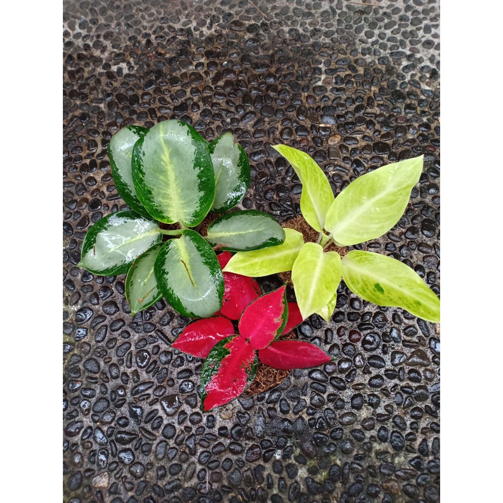 Jual PAKET 3 - Green Bowl, Sundrop, Suksom Jaipong ( Tanaman Hias ...