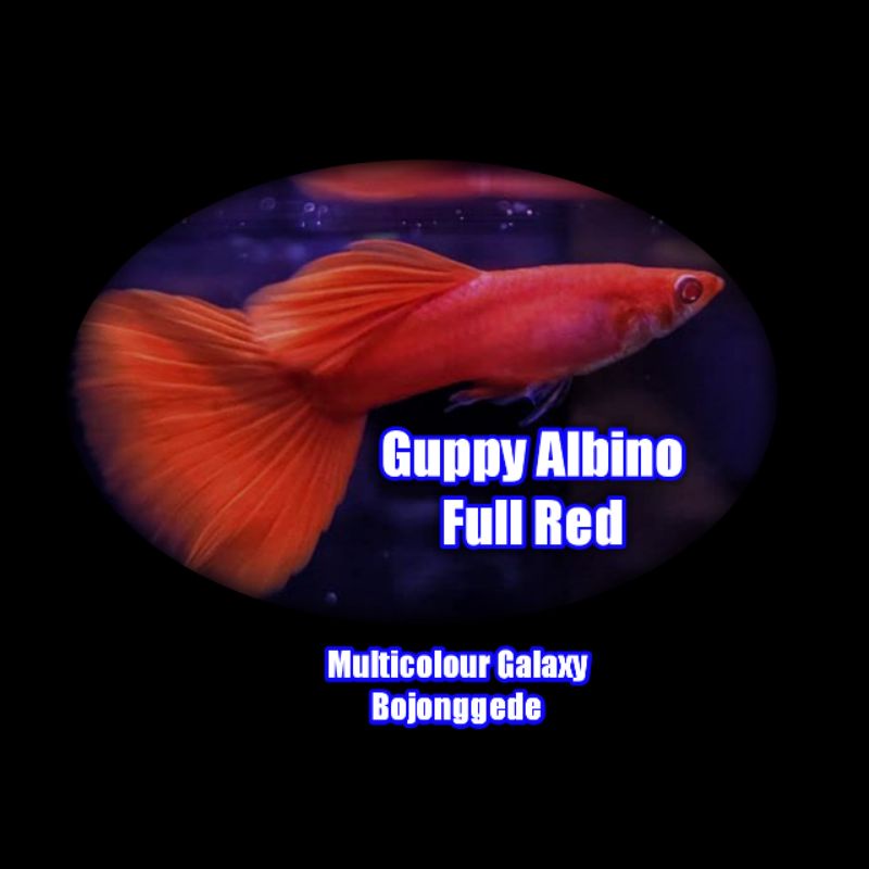 Jual Ikan Guppy Albino Full Red | Shopee Indonesia