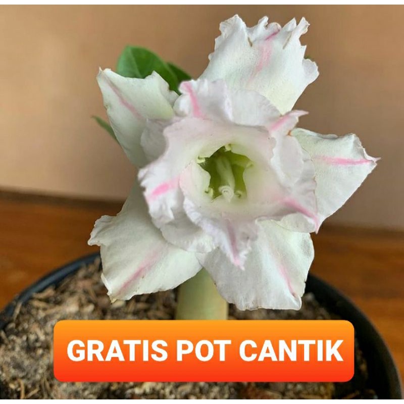 Jual Adenium Kamboja jepang bunga tumpuk + pot cantik | Shopee Indonesia