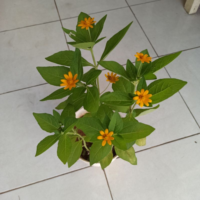 Jual Bunga Matahari Kecil / Sunflower / Butter Daisy Tanaman Hias Asli ...
