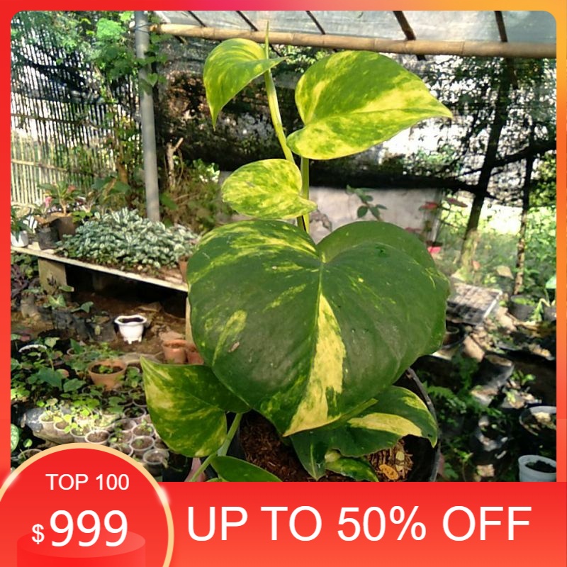 Jual Tanaman hias Sirih Gading Kuning varigata / Bunga sirih Gading ...