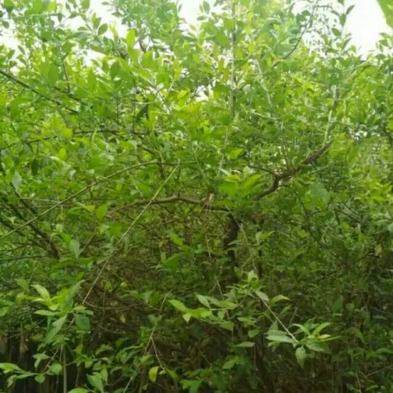 Jual Daun Henna Segar 100 gram - Innai Daun Pacar Kuku alami Hallal ...