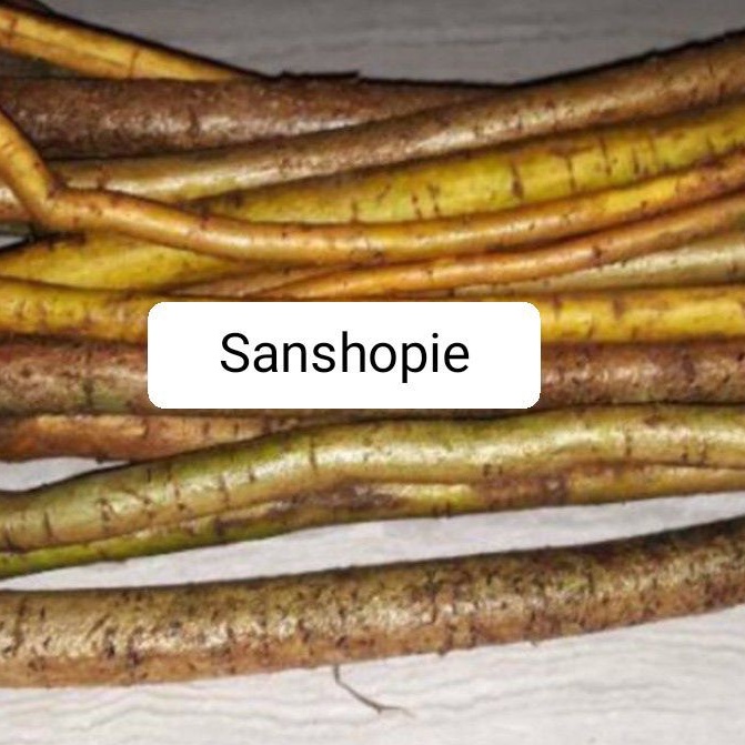 Jual Akar tuba segar pestisida organik 1 kg | Shopee Indonesia