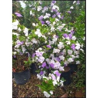 Jual Tanaman Hias Bunga Mlati/Melati Costa/kosta Bunga Wangi Sekali ...