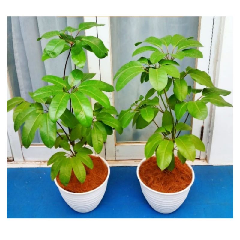 Jual TANAMAN HIAS WALISONGO HIJAU/POHON WALISONGO + POT PUTIH | Shopee ...