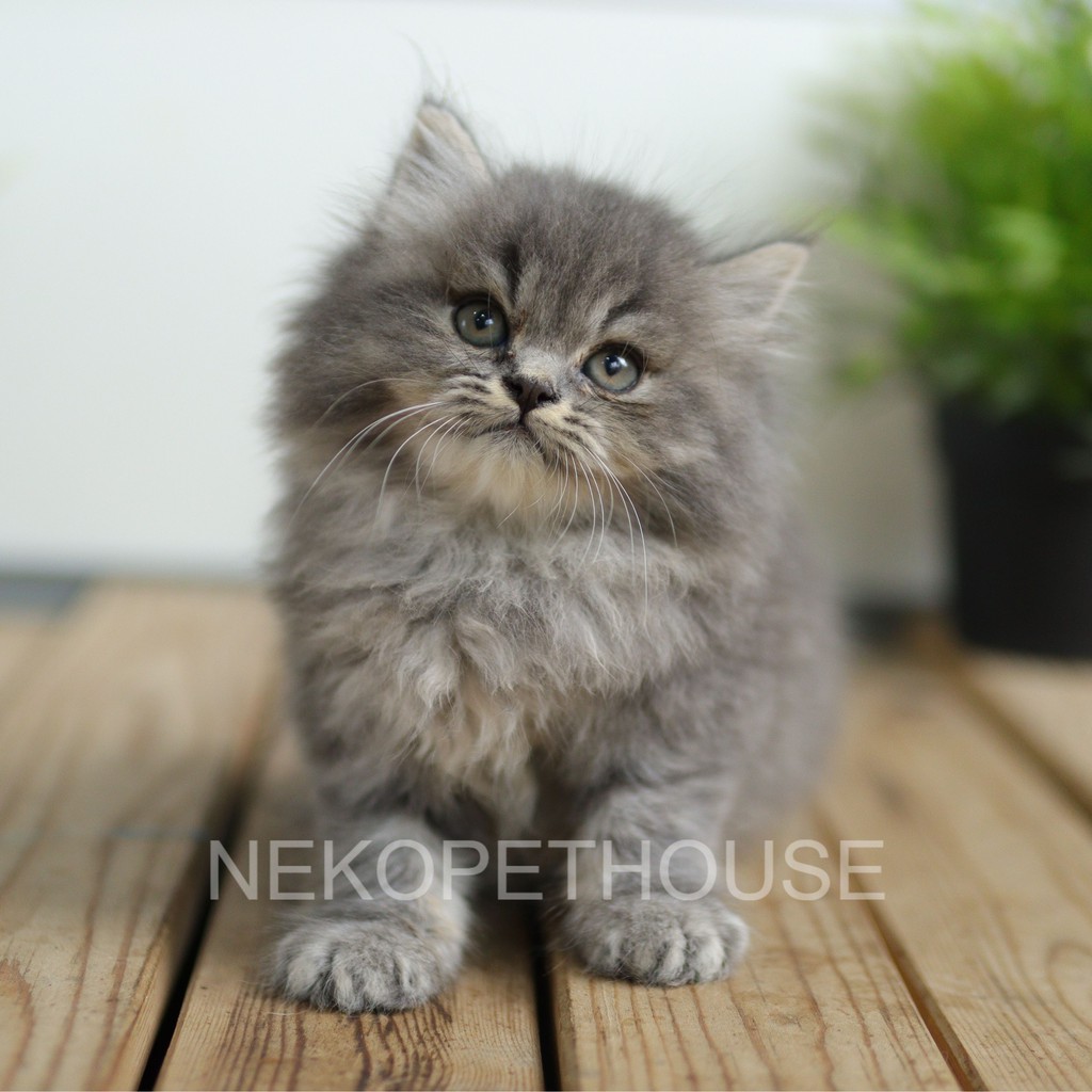 Kucing Persia Flat Nose