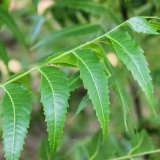 Jual DAUN MIMBA/intaran (Neem Tree) | Shopee Indonesia