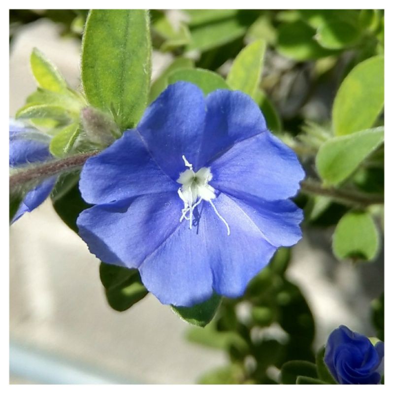 Jual Bunga blue eyes | Shopee Indonesia