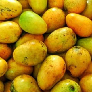 Jual mangga samosir parapat 1kg | Shopee Indonesia