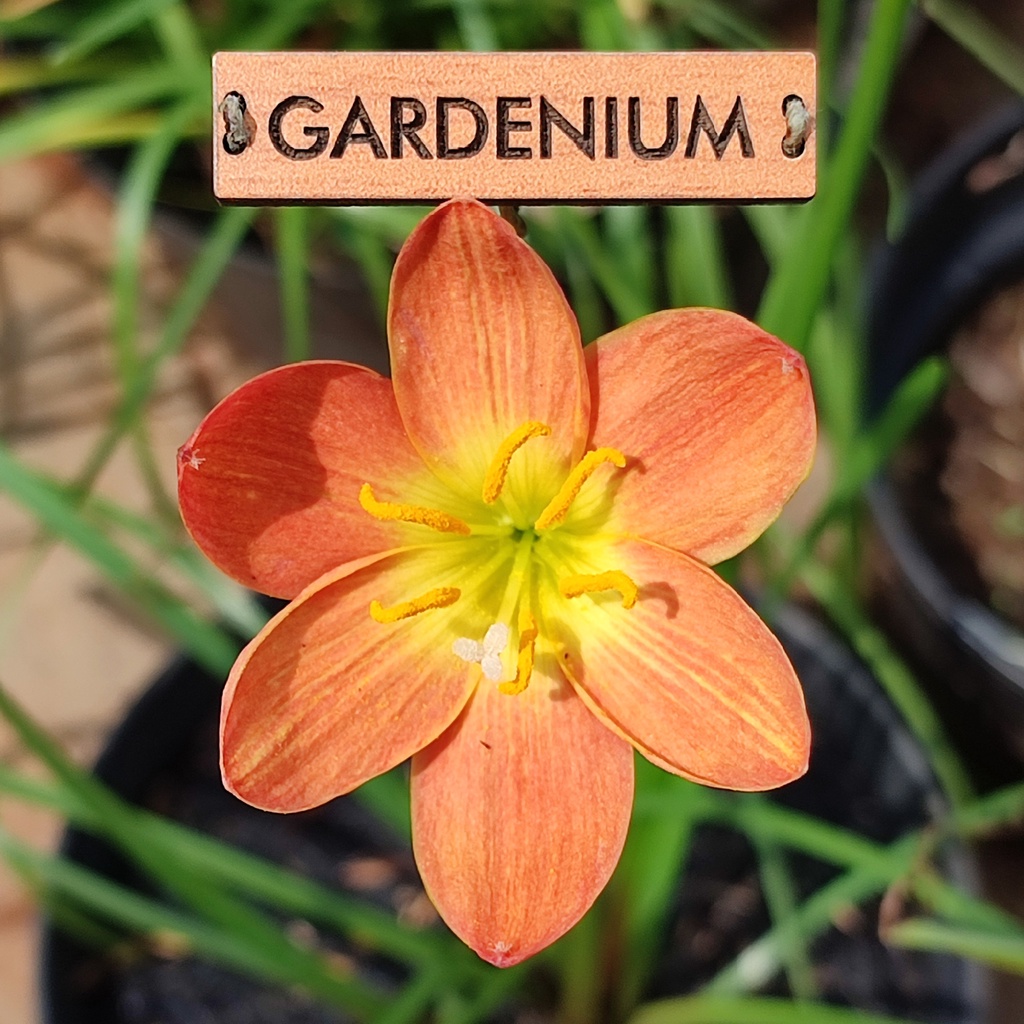 Jual Umbi Bunga Rain Lily Java - Rainlily Zephyranthes Hybrid | Shopee ...