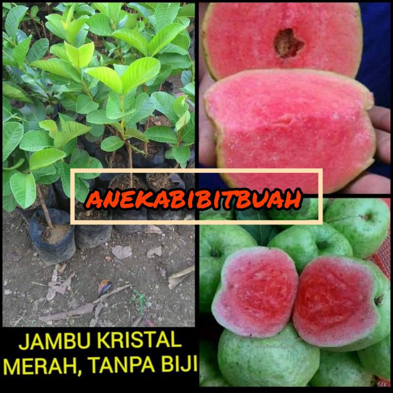 Jual BIBIT JAMBU KRISTAL MERAH (TANPA BIJI MANIS) | Shopee Indonesia