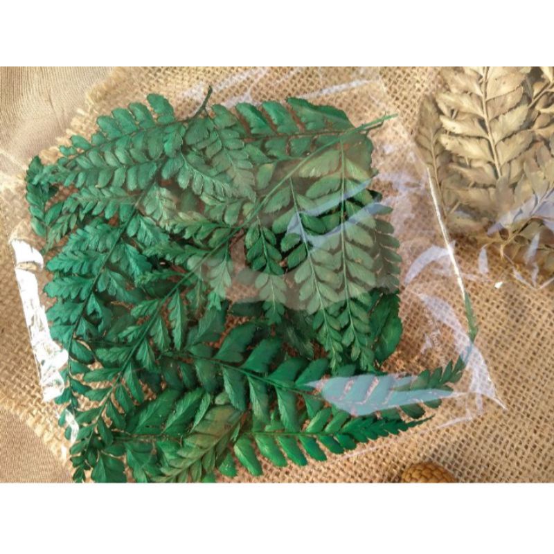 Jual DAUN PAKU HIJAU BUNGA KERING DAUN PAKIS BUNGA KERING DRIED FLOWER ...