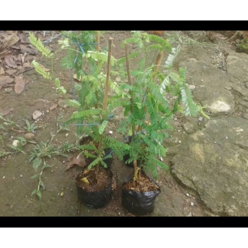 Jual pohon saga tanaman herbal | Shopee Indonesia