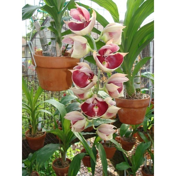 Jual anggrek hutan Harga Terbaik & Termurah Maret 2023 | Shopee Indonesia