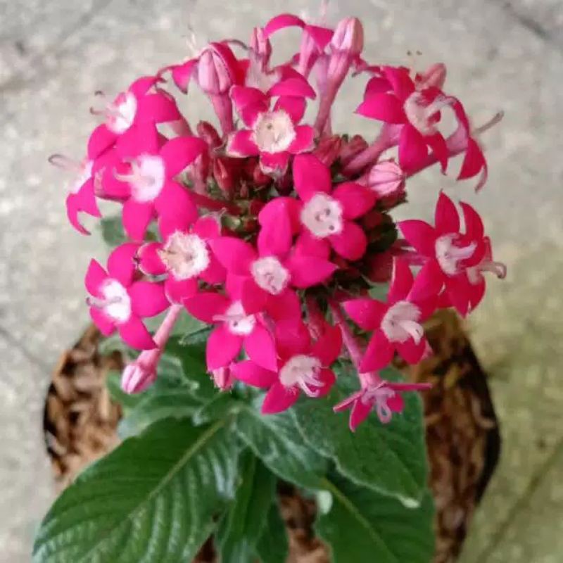 Jual tanaman bunga pentas merah | Shopee Indonesia