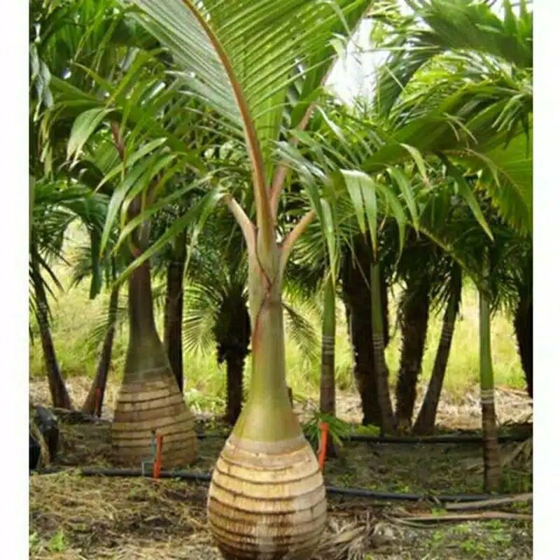 Jual bibit tanaman hias palem botol /pohon palem botol | Shopee Indonesia