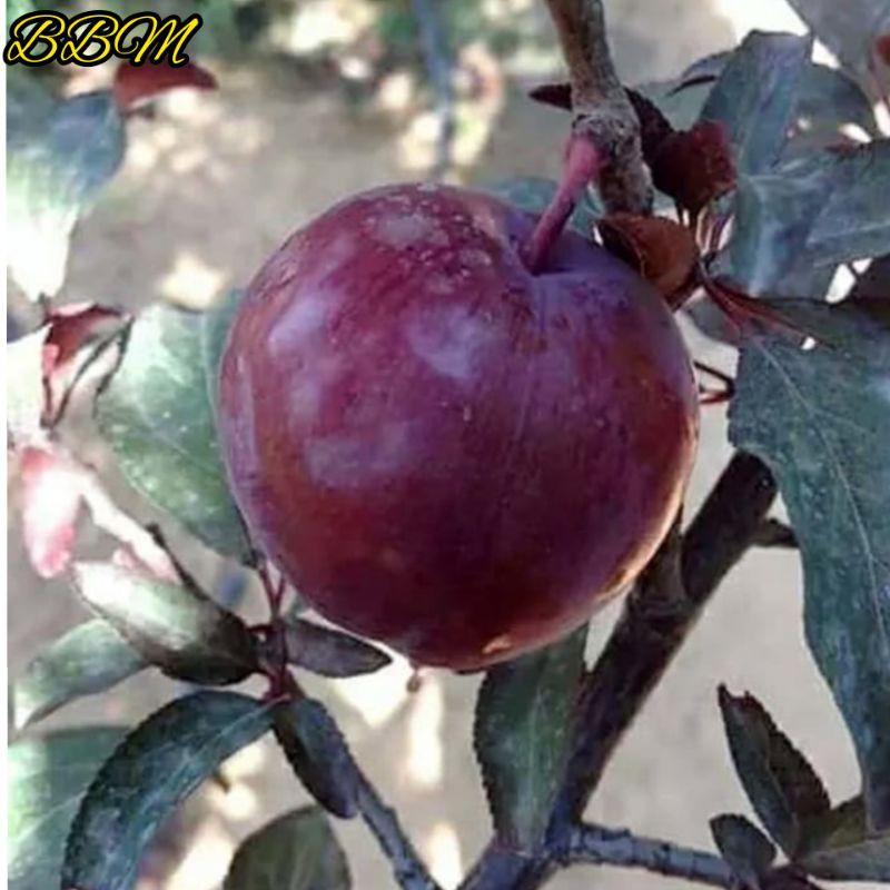 Jual BIBIT BUAH RUKEM SUPER CANGKOK | Shopee Indonesia