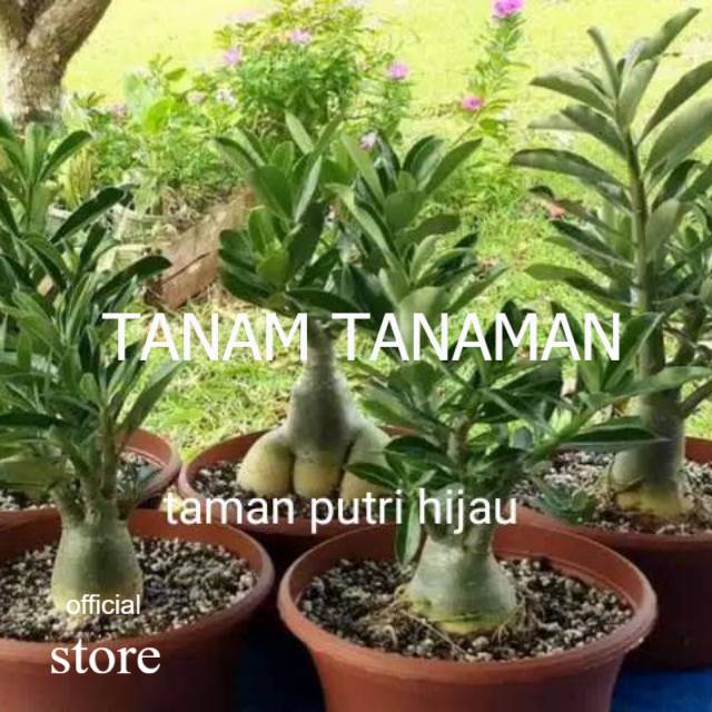 Jual Promo Bonsay Pohon Kamboja Jepang Adenium Cabang Seribu Bunga