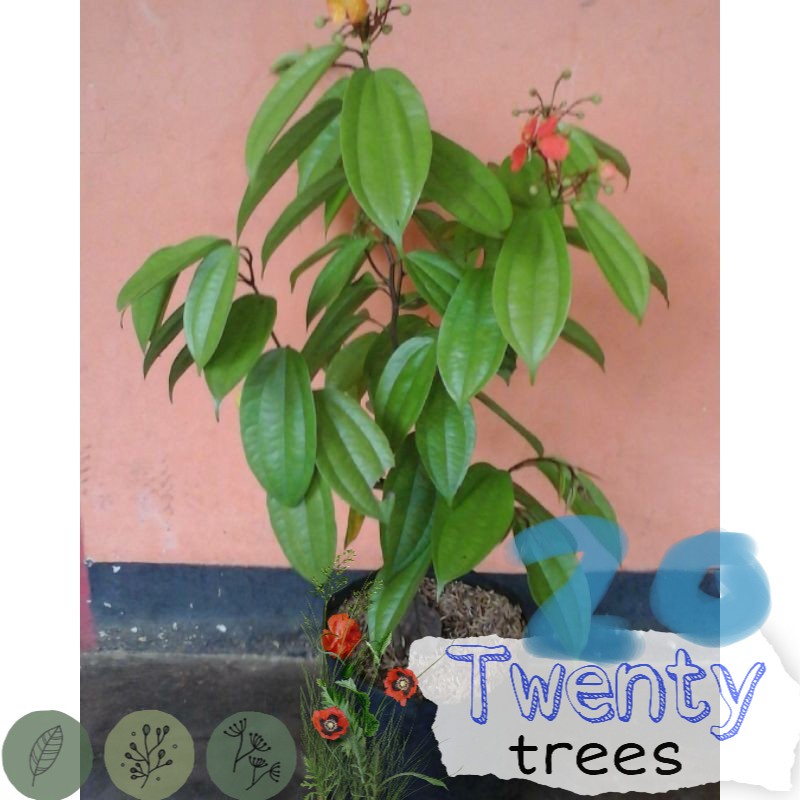 Jual tanaman rambat bunga bauhinia coccinea pohon bohemia bahunia ...