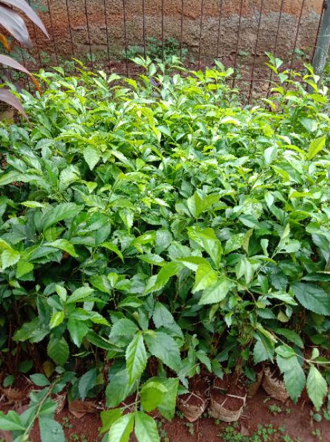 Jual Paket 100 polybag tanaman pagar teh tehan pohon pangkas | Shopee ...