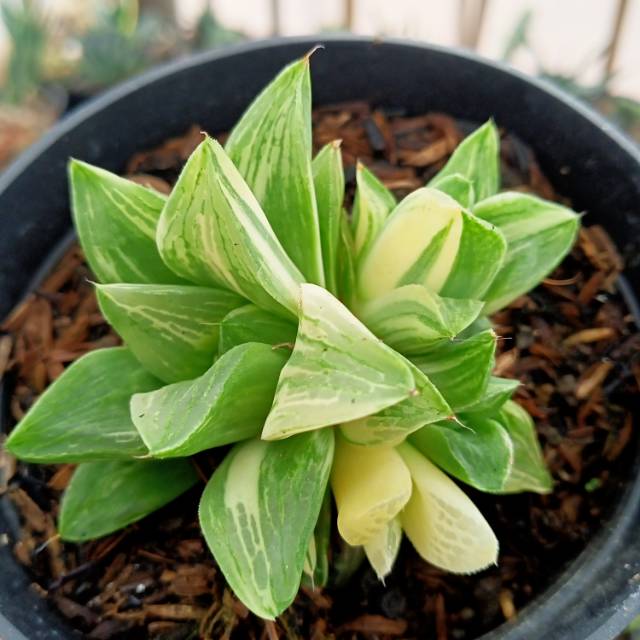 Produk Mandiri cactus | Shopee Indonesia