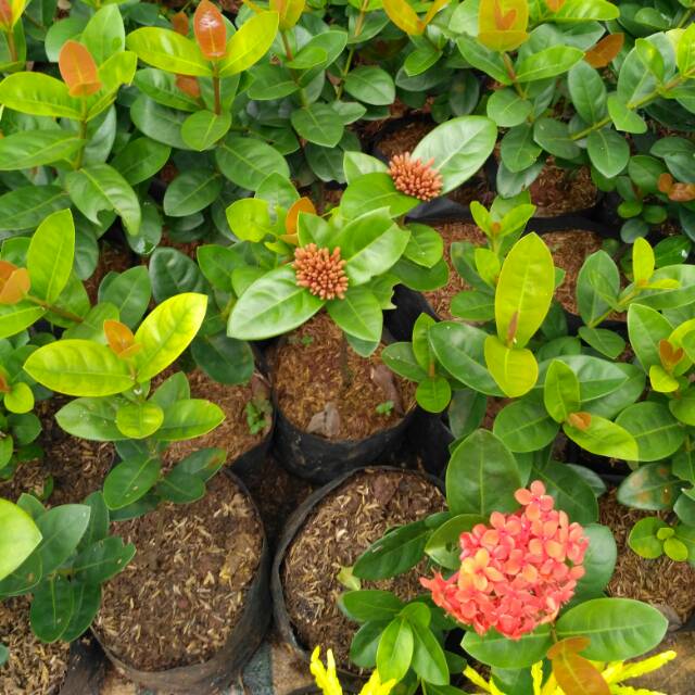 47+ Gambar Bunga Asoka Merah yang Wajib Diketahui - Informasi Seputar ...