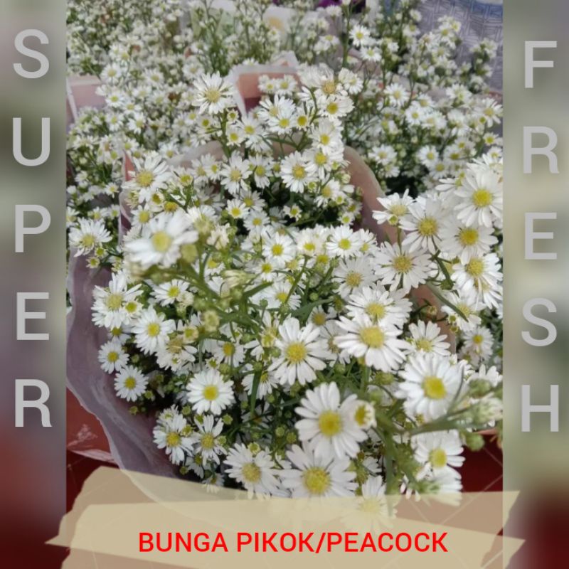 Jual bunga pikok putih peacock 1 ikat | Shopee Indonesia