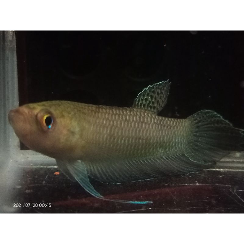 Harga Wild Betta Simorum Terbaru September 2023 |BigGo Indonesia