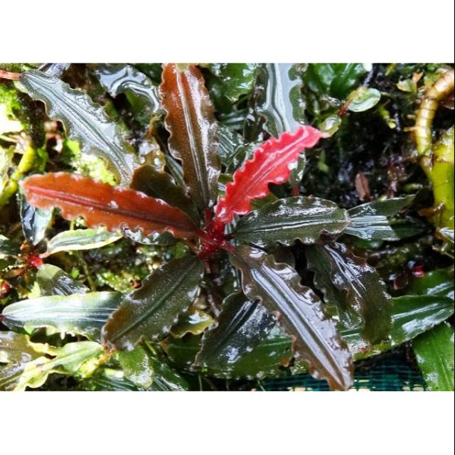 Jual Bucephalandra pink biblis small ( tanaman aquascape ) | Shopee ...