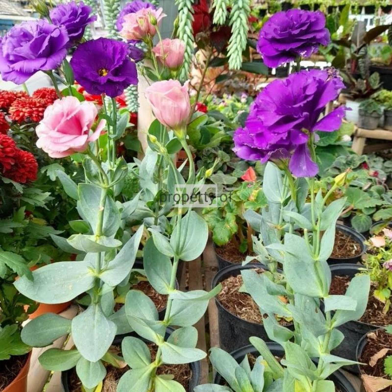 Jual Bibit Bunga Lisianthus Remaja belum berbunga mawar tanpa duri ...