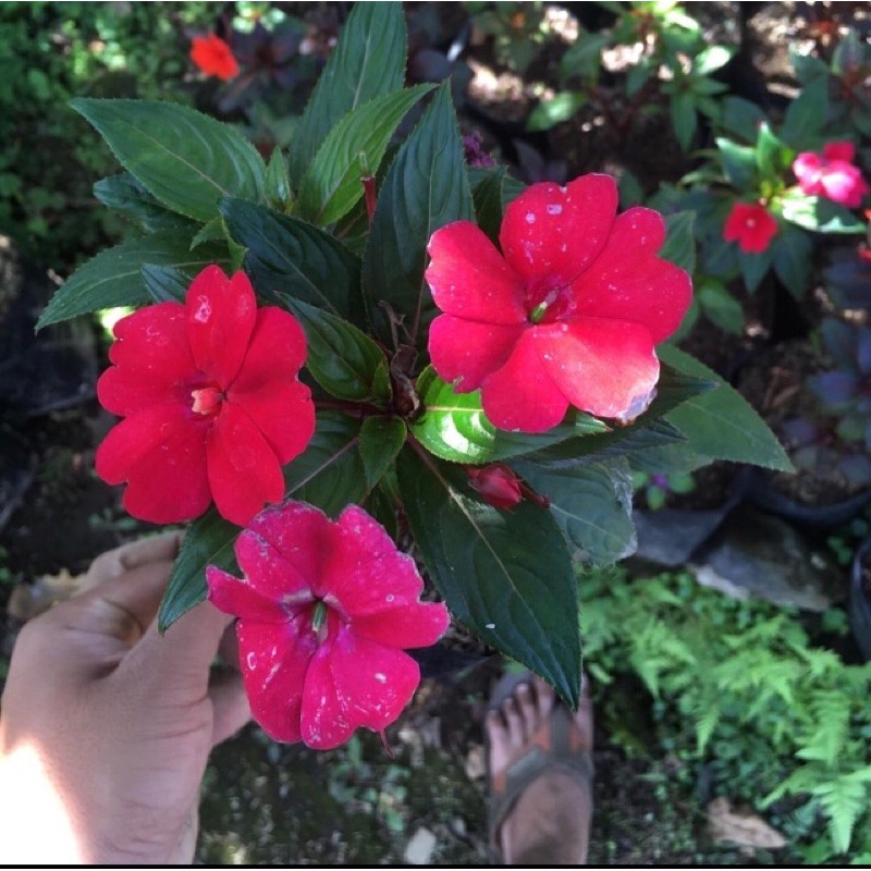 Jual tanaman hias pacar air impatien merah | Shopee Indonesia