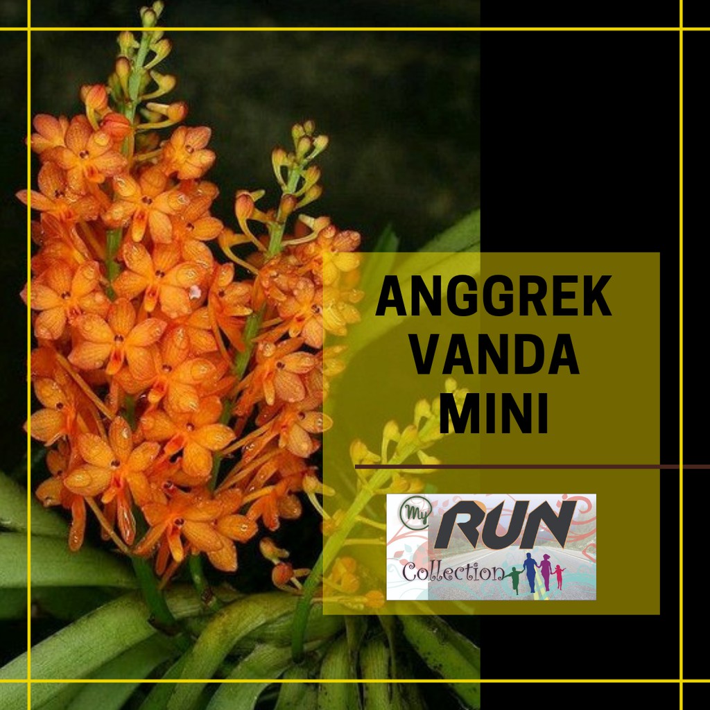 Jual Anggrek Ascosentrum Miniata Vanda Mini Siap Bunga | Shopee Indonesia