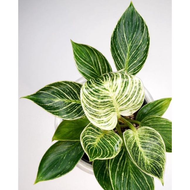 Jual Tanaman Hias Philo Birkin Variegata / Tanaman Hias Anakan Philo ...