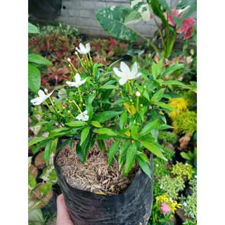 Jual tanaman hias bunga sabrina rombusa hijau / rombusa tanaman cantik ...