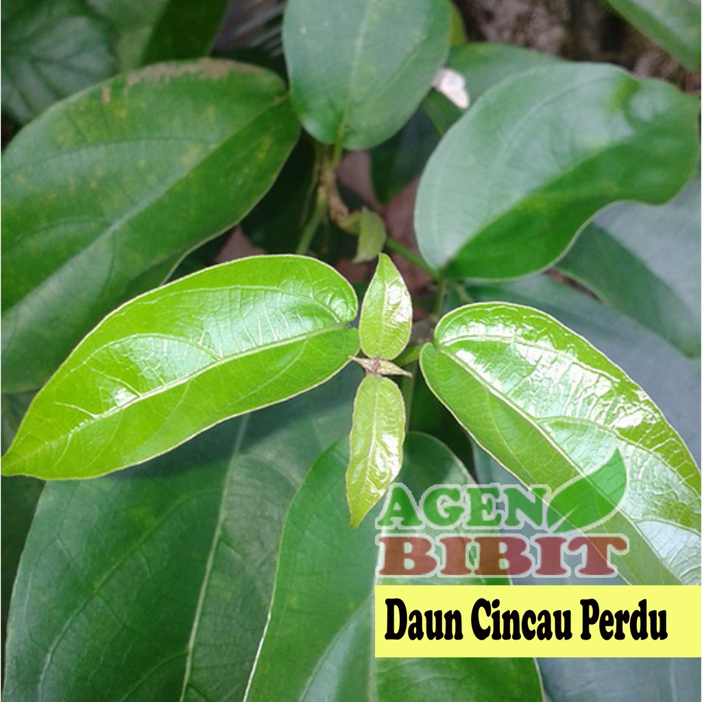 Jual Daun Cincau Hijau 1kg Cincau Perdu Tawulu Taulu Segar Fresh ...