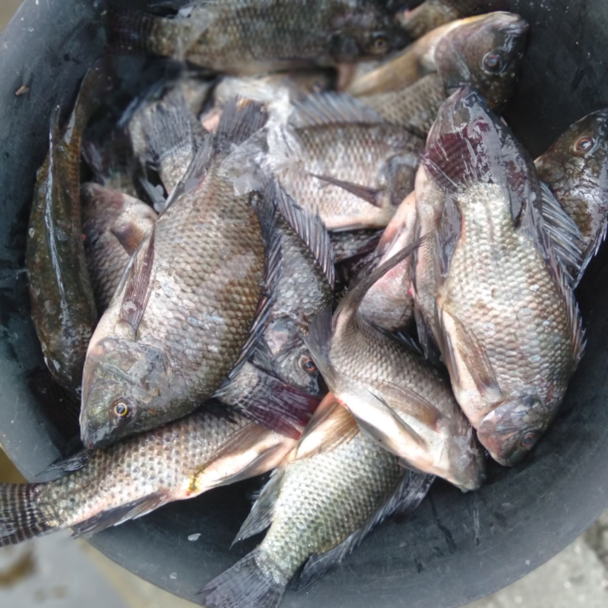 Produk Raja Ikan Danau | Shopee Indonesia