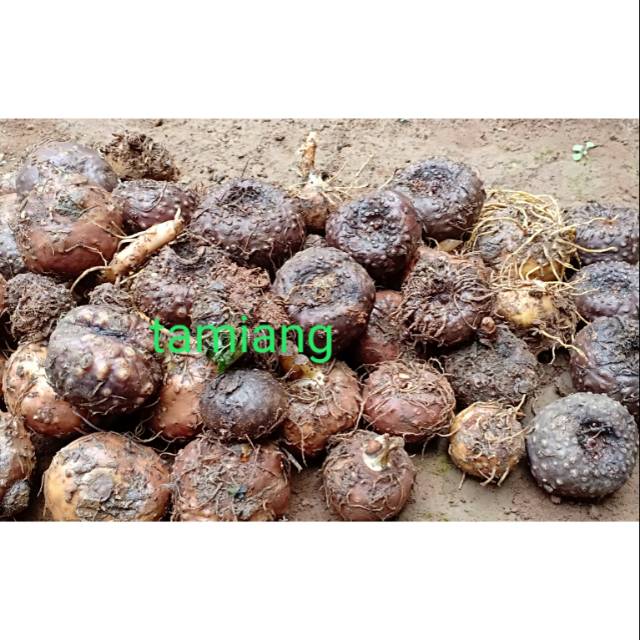 Bibit porang umbi 1 kg | Shopee Indonesia Bibit porang umbi 1 kg | Shopee Indonesia