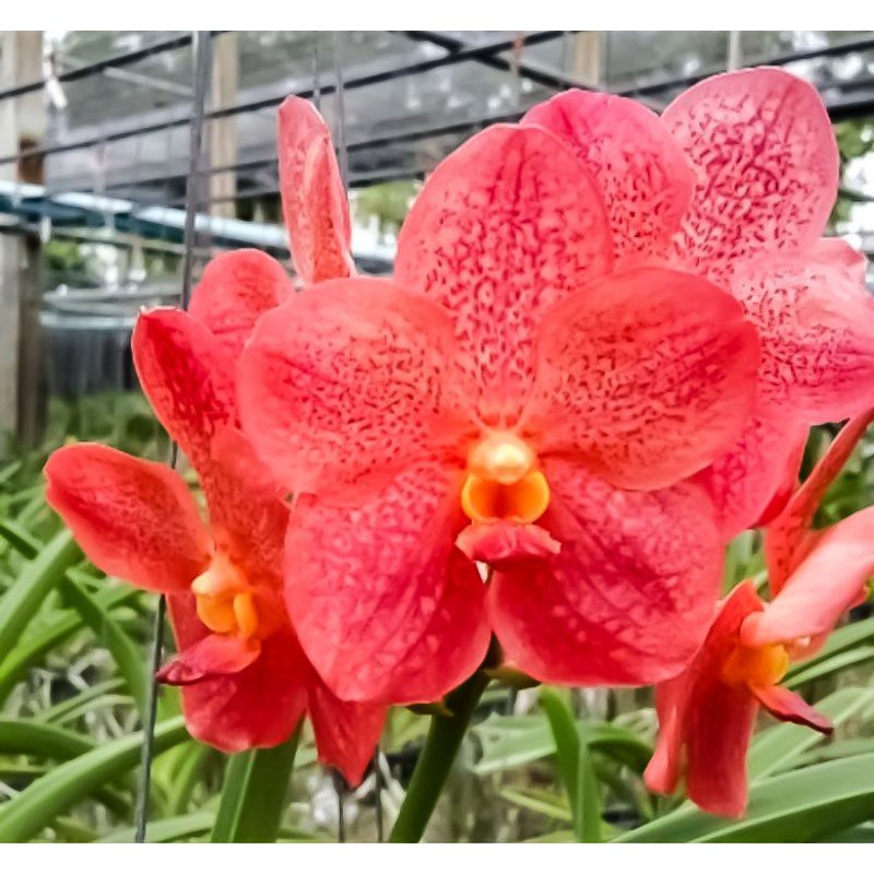 Jual Anggrek Vanda Dewasa Bunga jumbo Bl Sunset | Shopee Indonesia