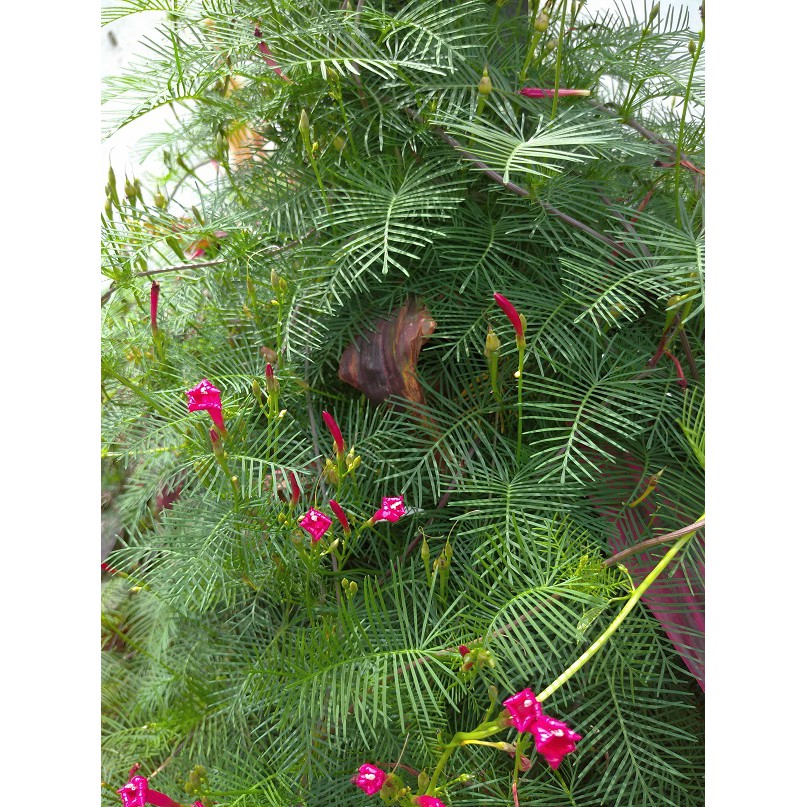 Jual Tanaman Obat Songgo Langit~Tumbuhan Rincik Bumi~Minimal order 2 ...