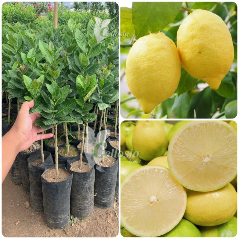 Jual Bibit Tanaman Jeruk Lemon Jumbo Montaji Tanpa Biji Okulasi ...