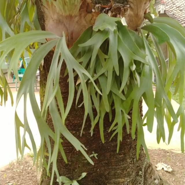 Jual Tanaman tanduk rusa - tanaman paku tanduk rusa - pohon hias tempel ...