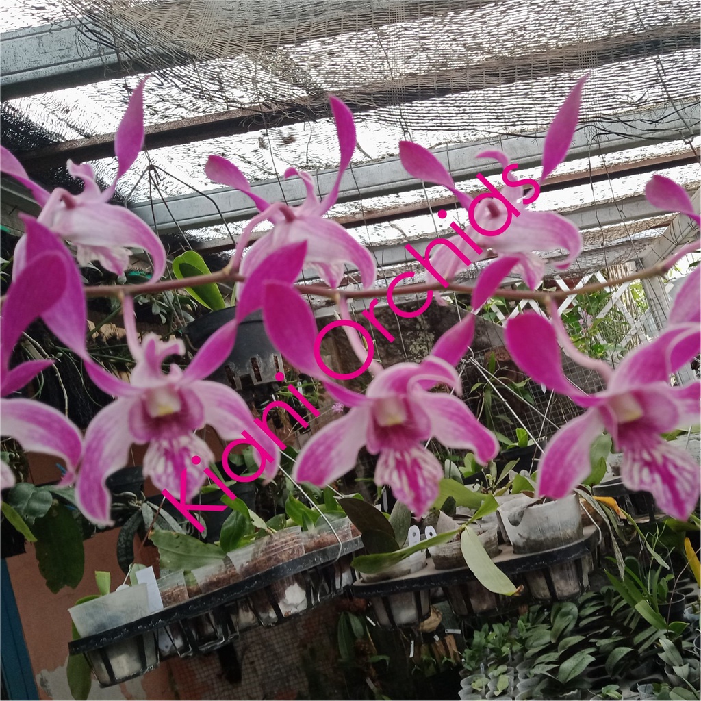 Jual Anggrek Dendrobium Caesar Red REMAJA | Shopee Indonesia