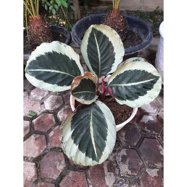 Jual Calathea Cyntia / Cynthia / Sintia Indonesia|Shopee Indonesia